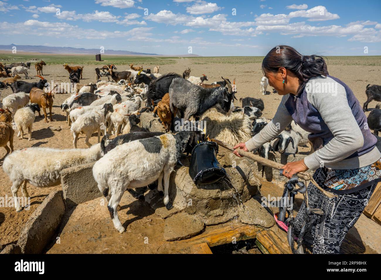 Herders pulling up water from a well to water a sheep and in the Gobi ...