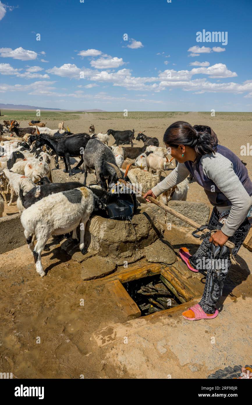 Herders pulling up water from a well to water a sheep and in the Gobi ...