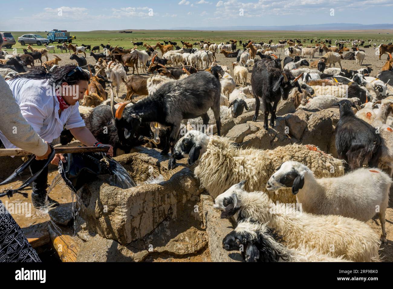 Herders pulling up water from a well to water a sheep and in the Gobi ...