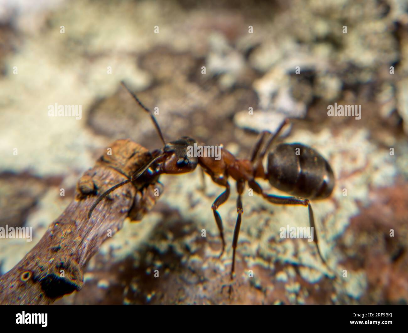 Ant colony artificial hi-res stock photography and images - Alamy