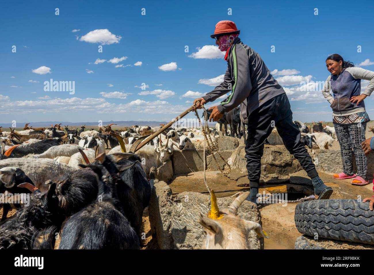 Herders pulling up water from a well to water a sheep and in the Gobi ...