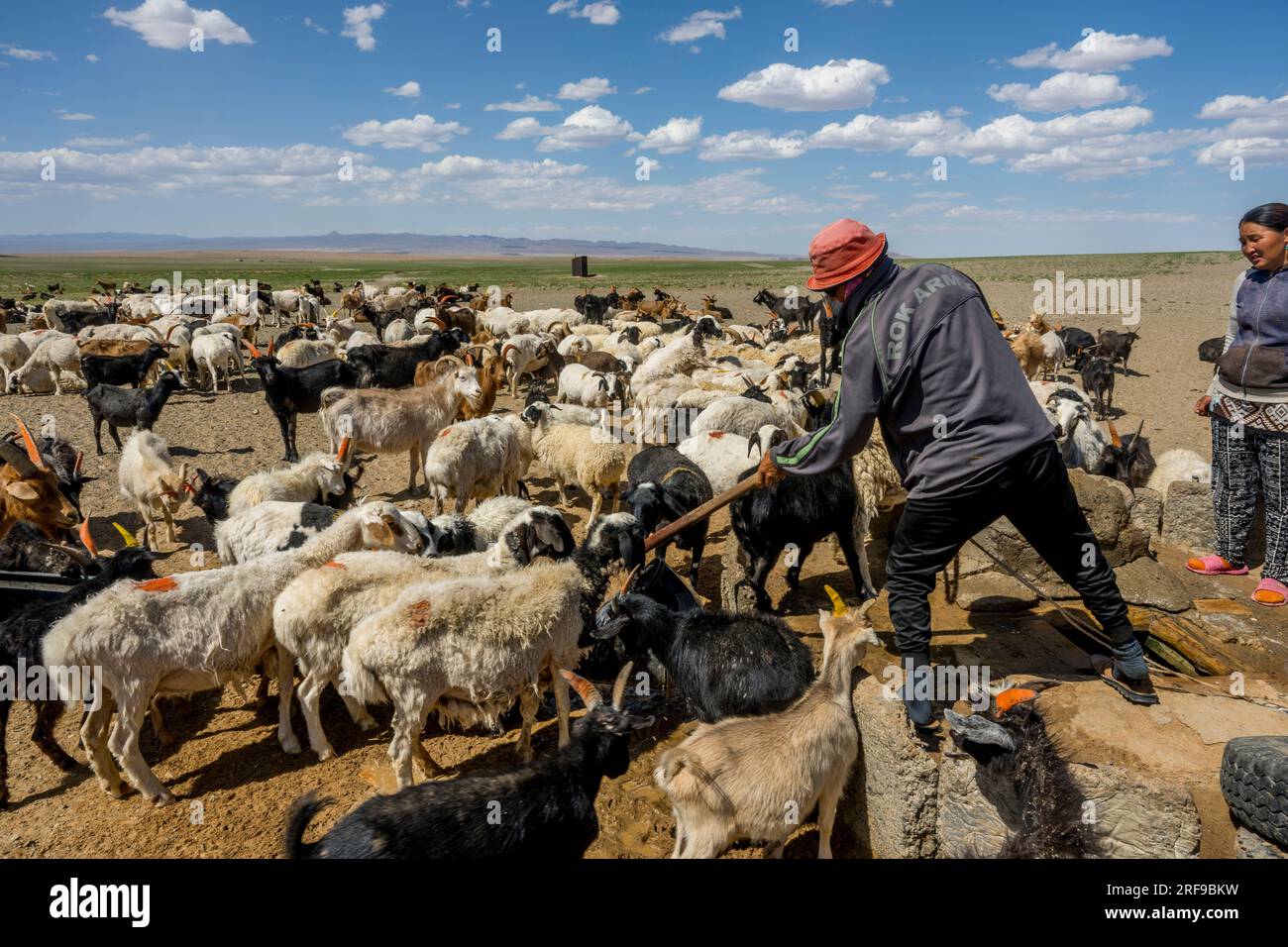 Mongolian sheep herder hi-res stock photography and images - Alamy