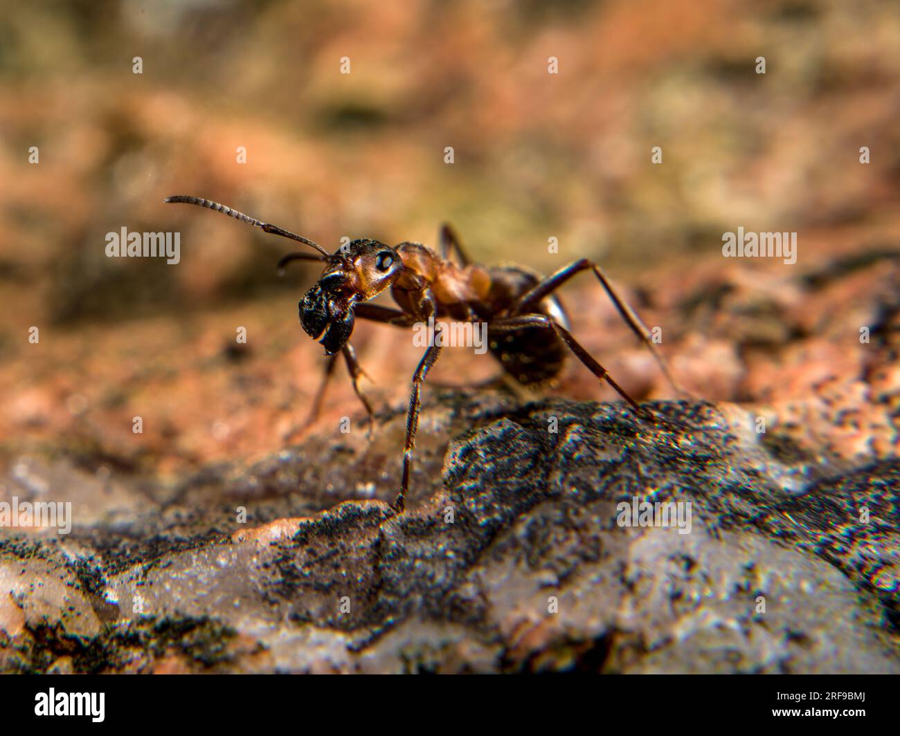 Red Wood Ant Portrait Stock Photo - Alamy
