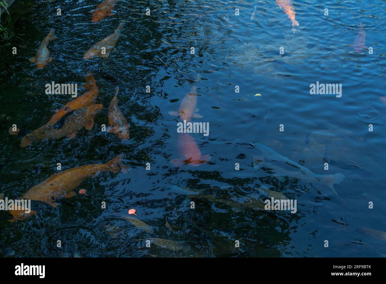 Koi fish in water, Bali Stock Photo - Alamy