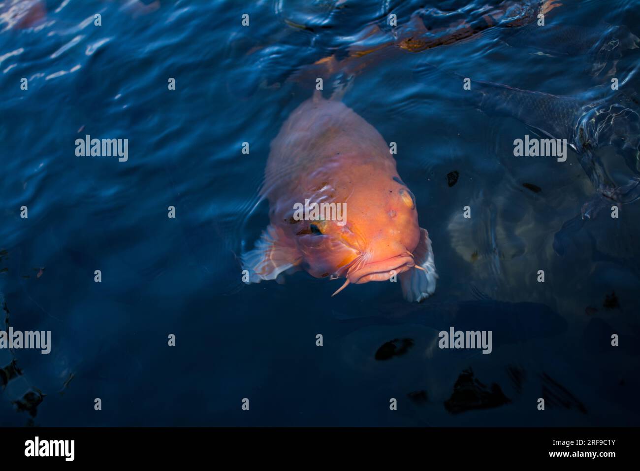 Fish swimming in water lake hi-res stock photography and images - Alamy