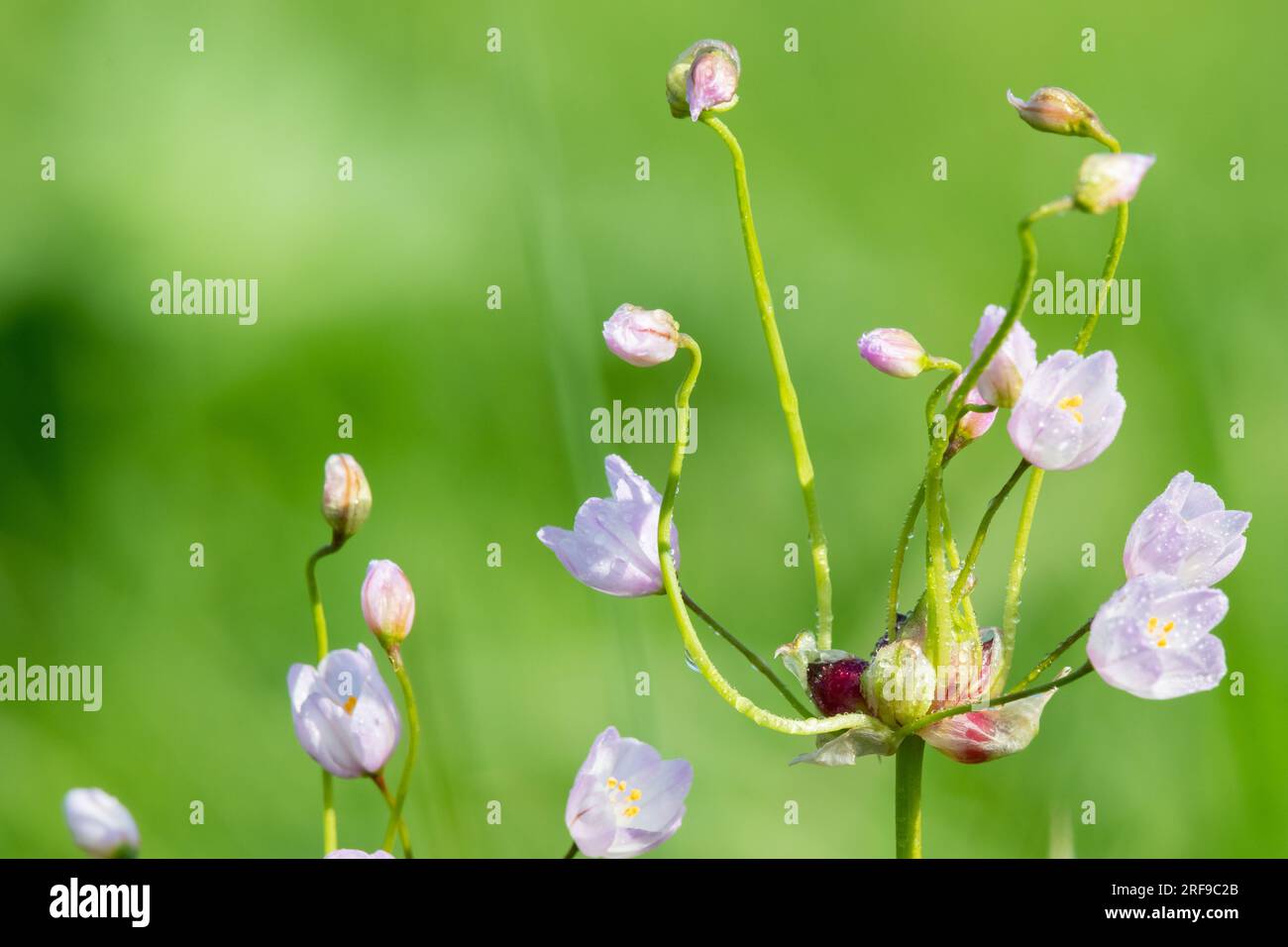 Close up of rosy garlic (allium roseum) flowers in bloom Stock Photo ...