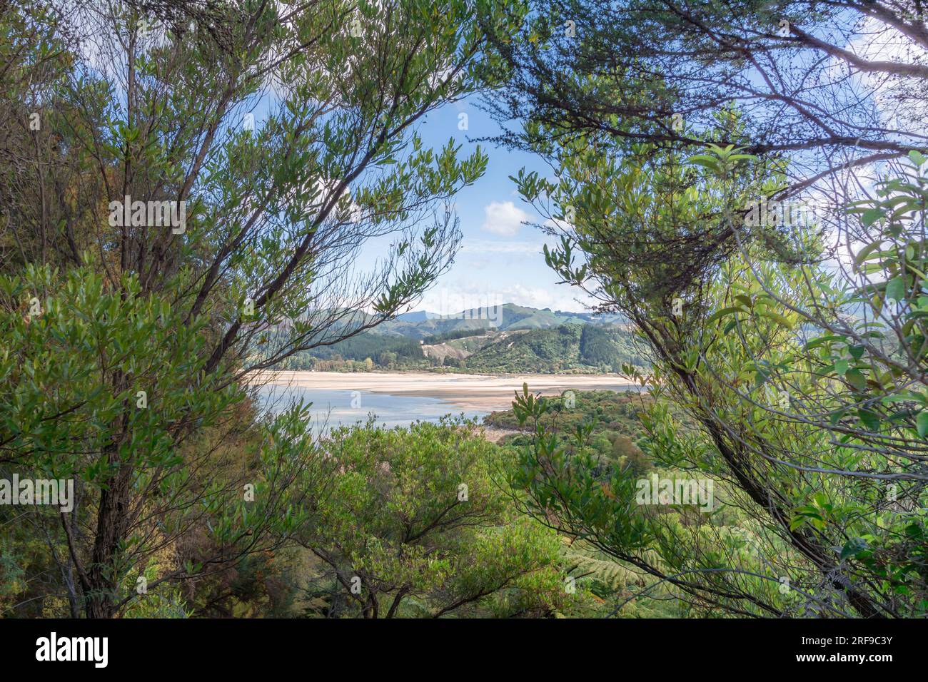 See through forest trees view in Abel Tasman, New Zealand Stock Photo ...