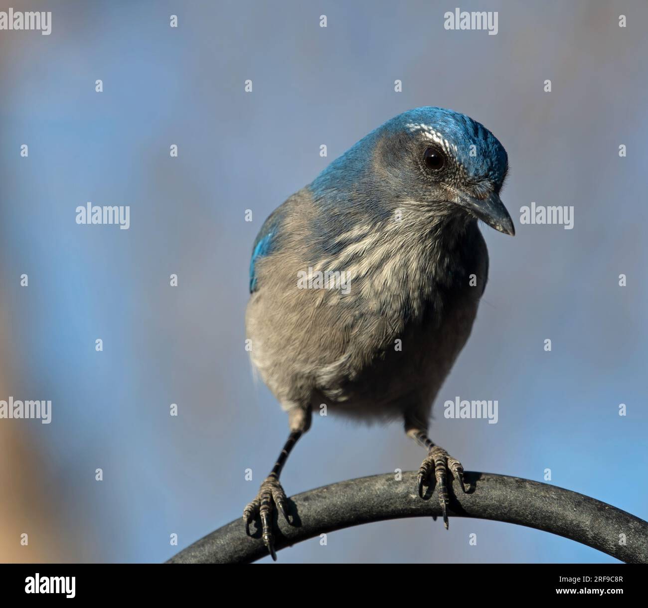 Woodhouses scrub jay bird hi-res stock photography and images - Alamy