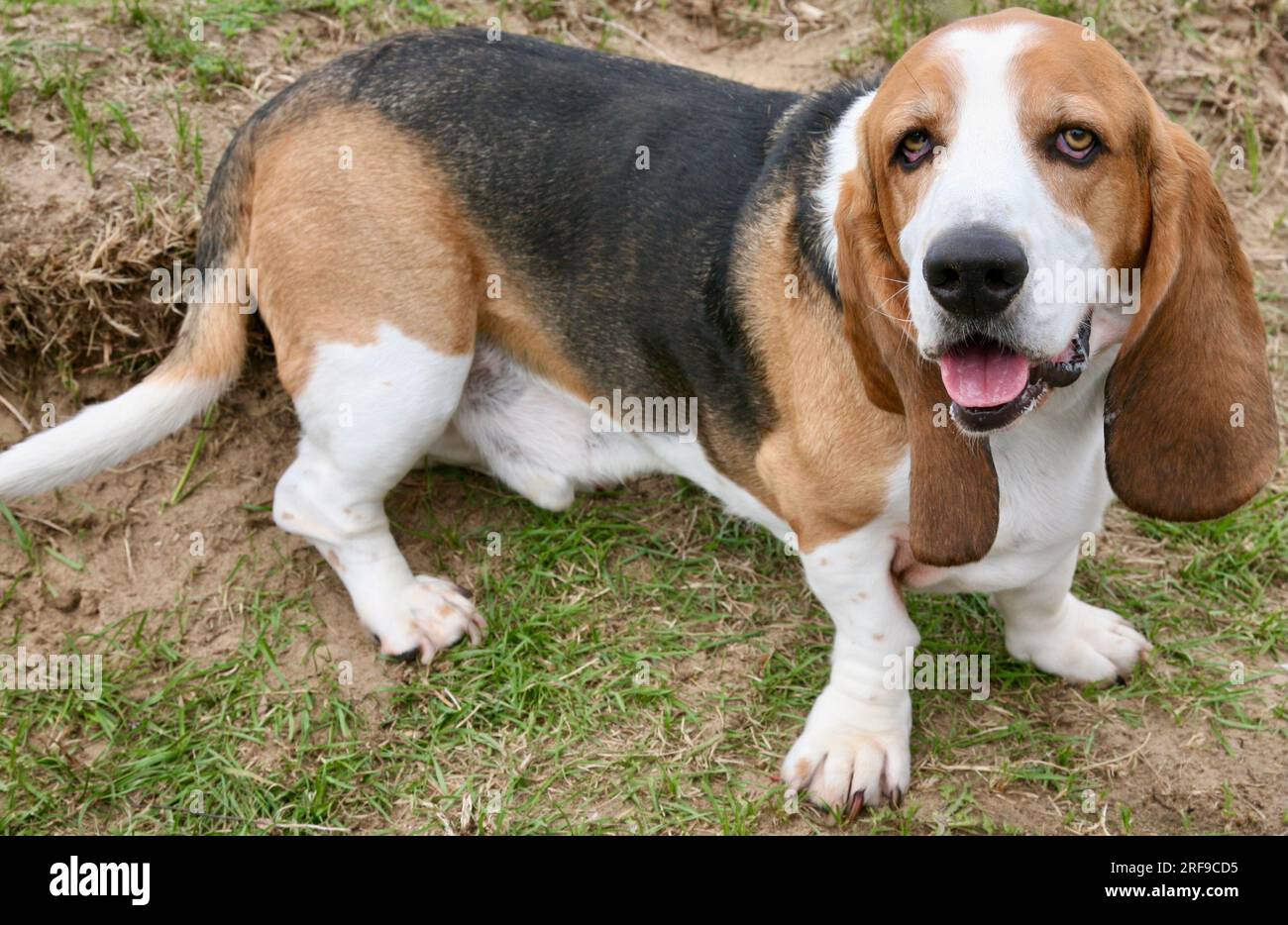 A close up view of a sweet-natured Basset Hound Stock Photo - Alamy