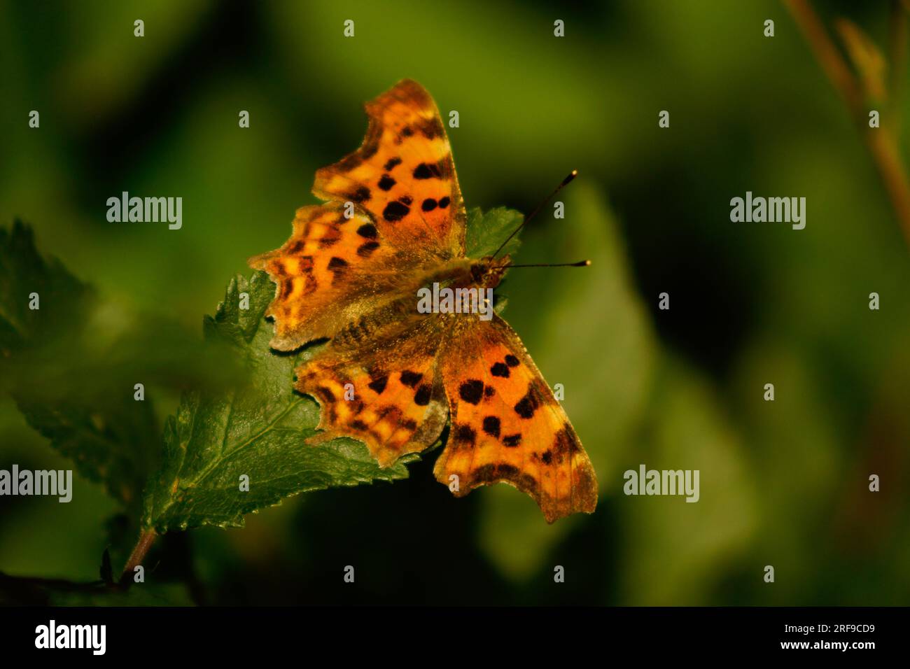 Comma butterfly, UK Stock Photo - Alamy
