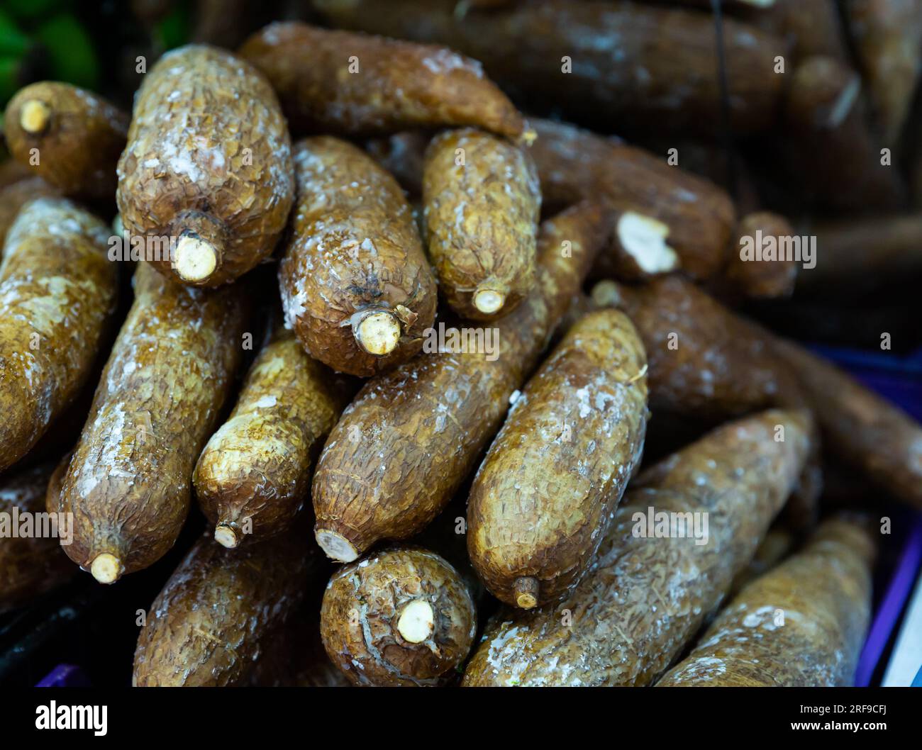 Cassava tuber close up hi-res stock photography and images - Alamy