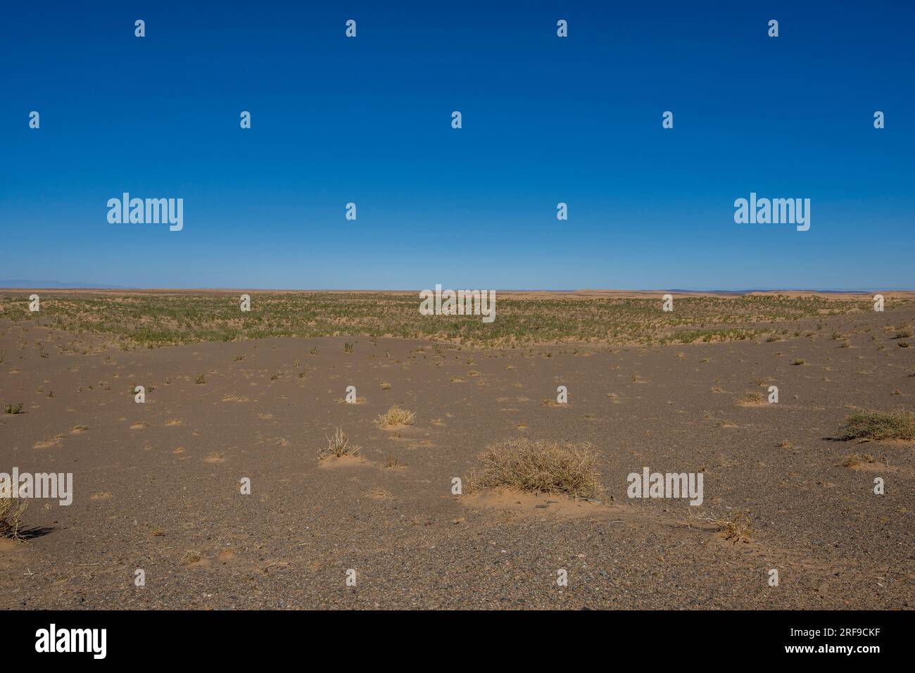 Haloxylon ammodendron gobi desert hi-res stock photography and images ...