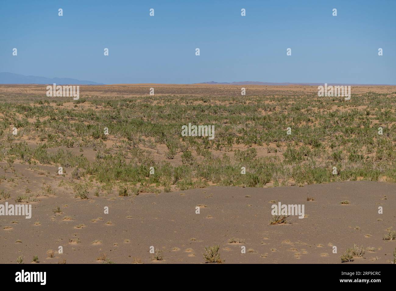 Haloxylon ammodendron gobi desert hi-res stock photography and images ...