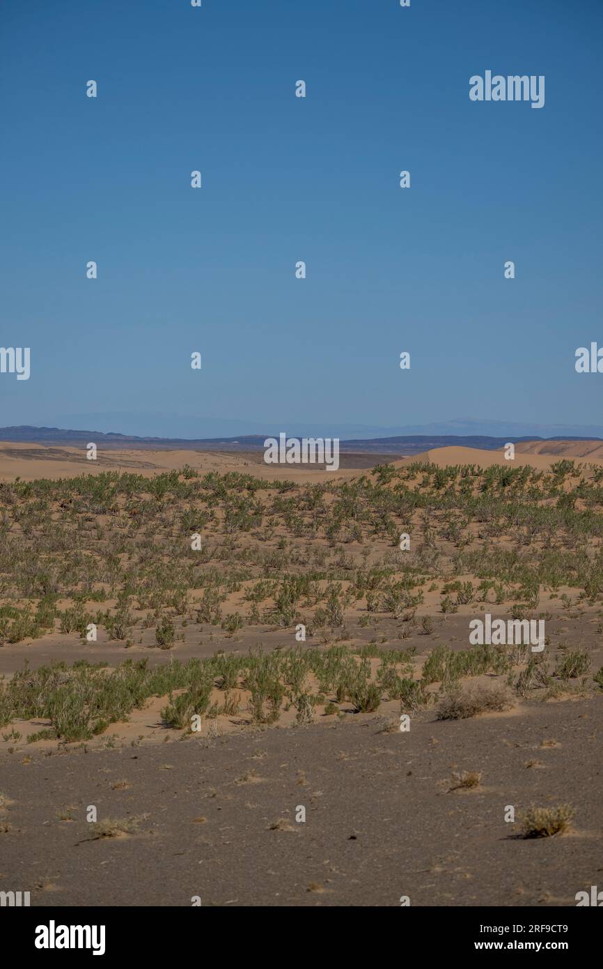 Haloxylon ammodendron gobi desert hi-res stock photography and images ...