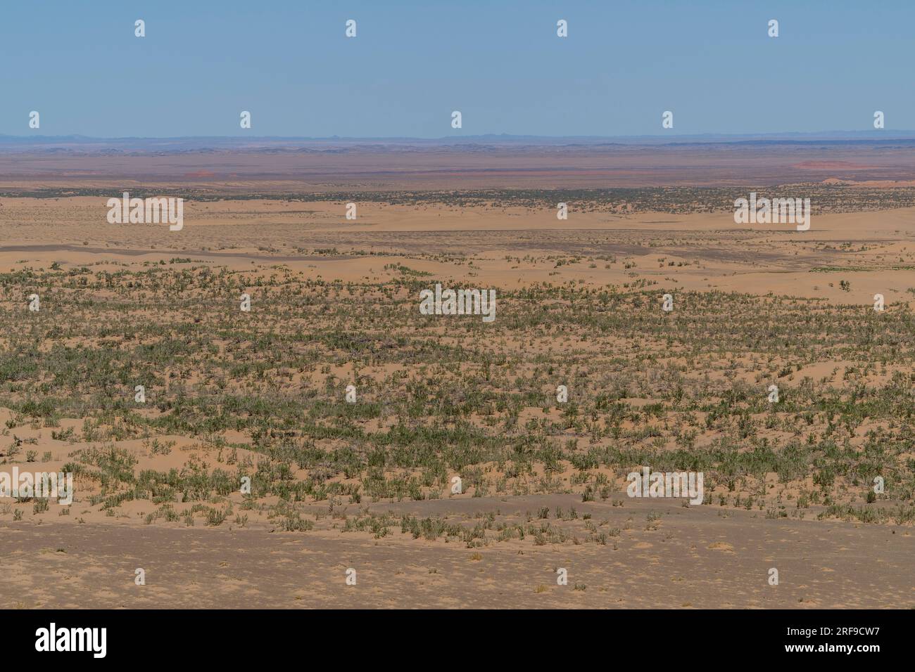Haloxylon ammodendron gobi desert hi-res stock photography and images ...