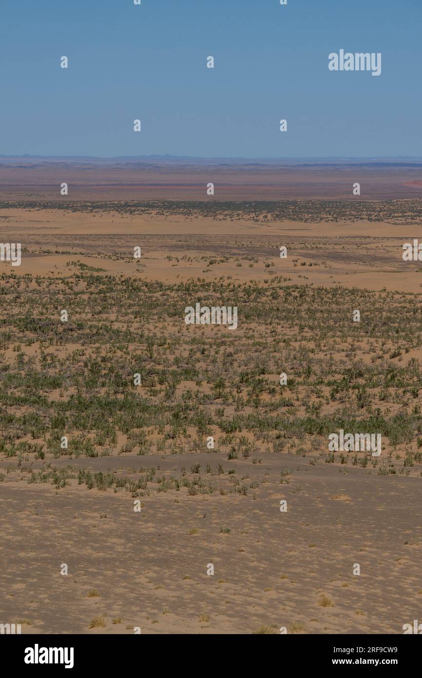 Haloxylon ammodendron gobi desert hi-res stock photography and images ...