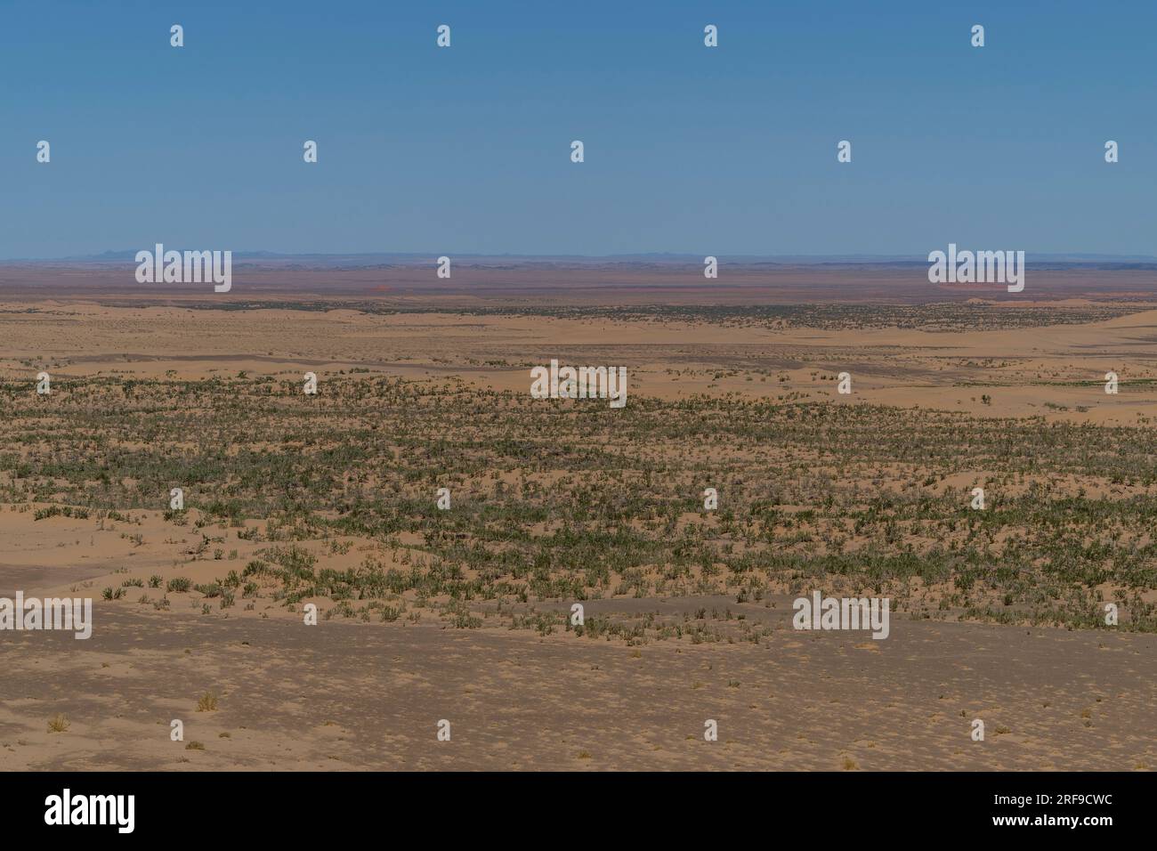 Haloxylon ammodendron gobi desert hi-res stock photography and images ...