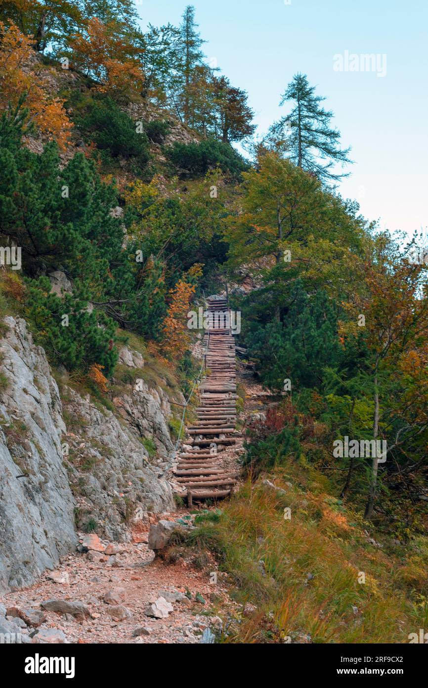 Ladder in the forest hi-res stock photography and images - Alamy