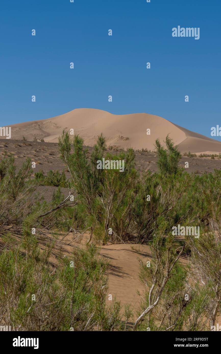 Saxaul trees haloxylon ammodendron hi-res stock photography and images ...