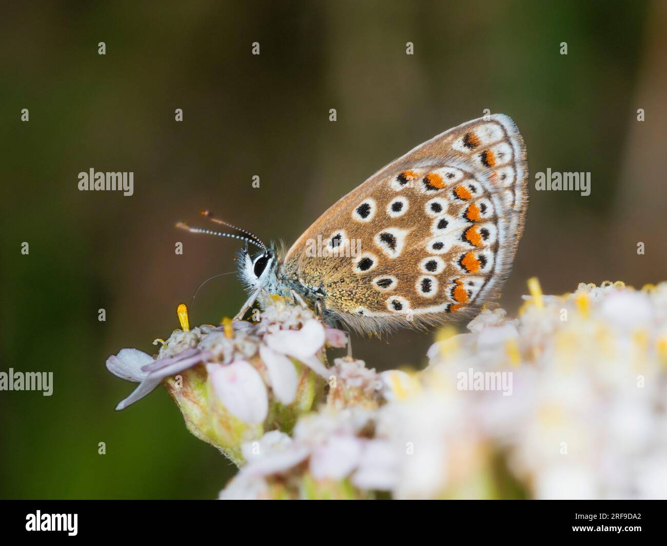 Underwings of a resting UK common blue butterfly, Polyommatus icarus ...