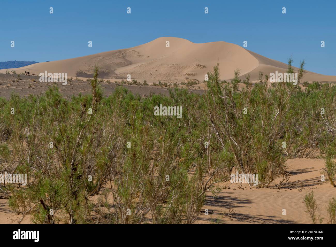 The Saxaul Forest with the Hongoryn Els sand dunes in the background ...
