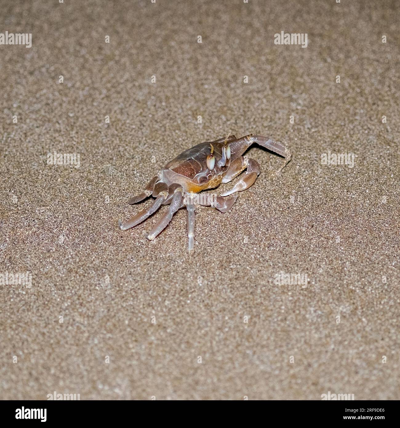 A tufted ghost crab at night on a sandy beach in Eastern Sicily, Italy ...