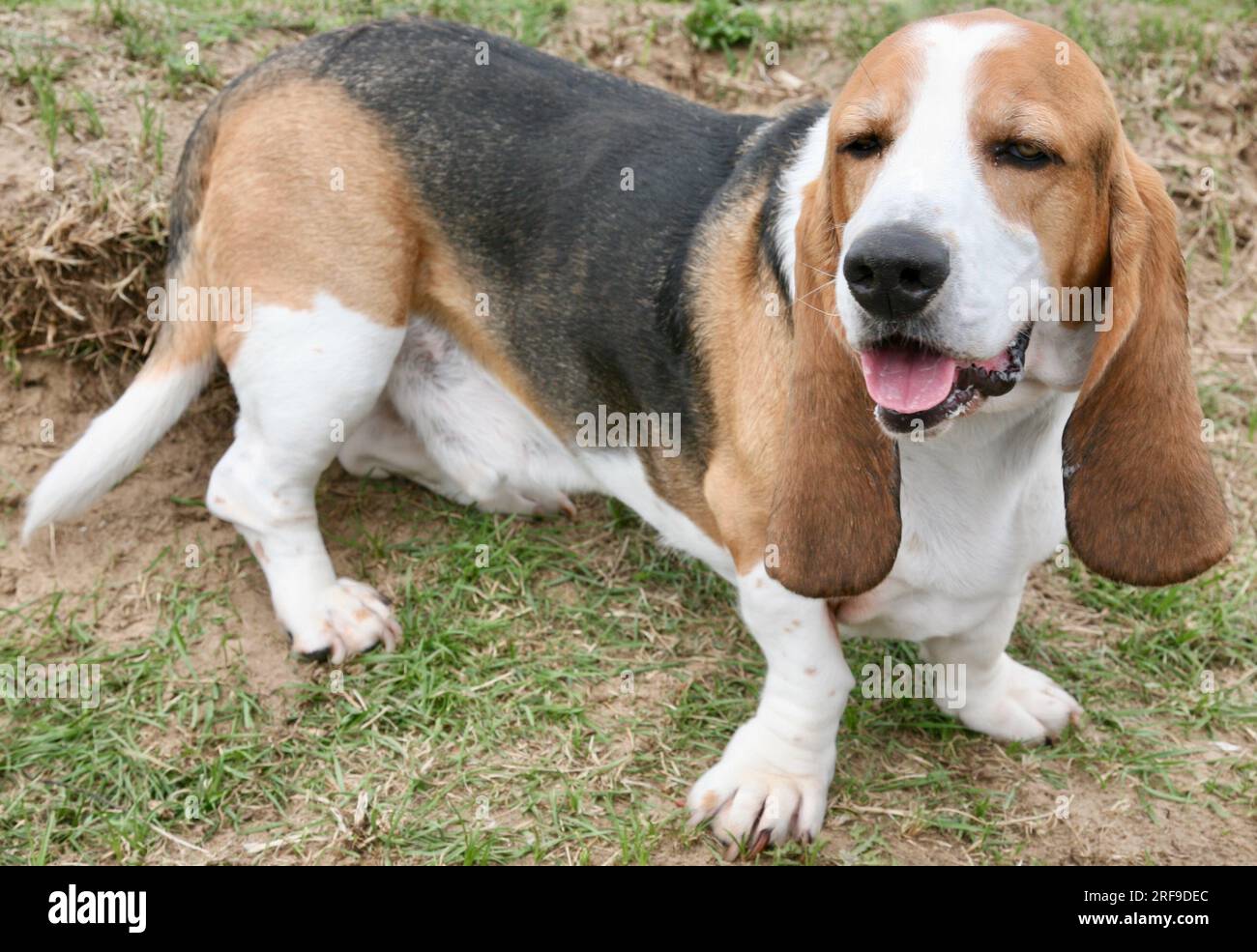 Doggy day case hi-res stock photography and images - Alamy