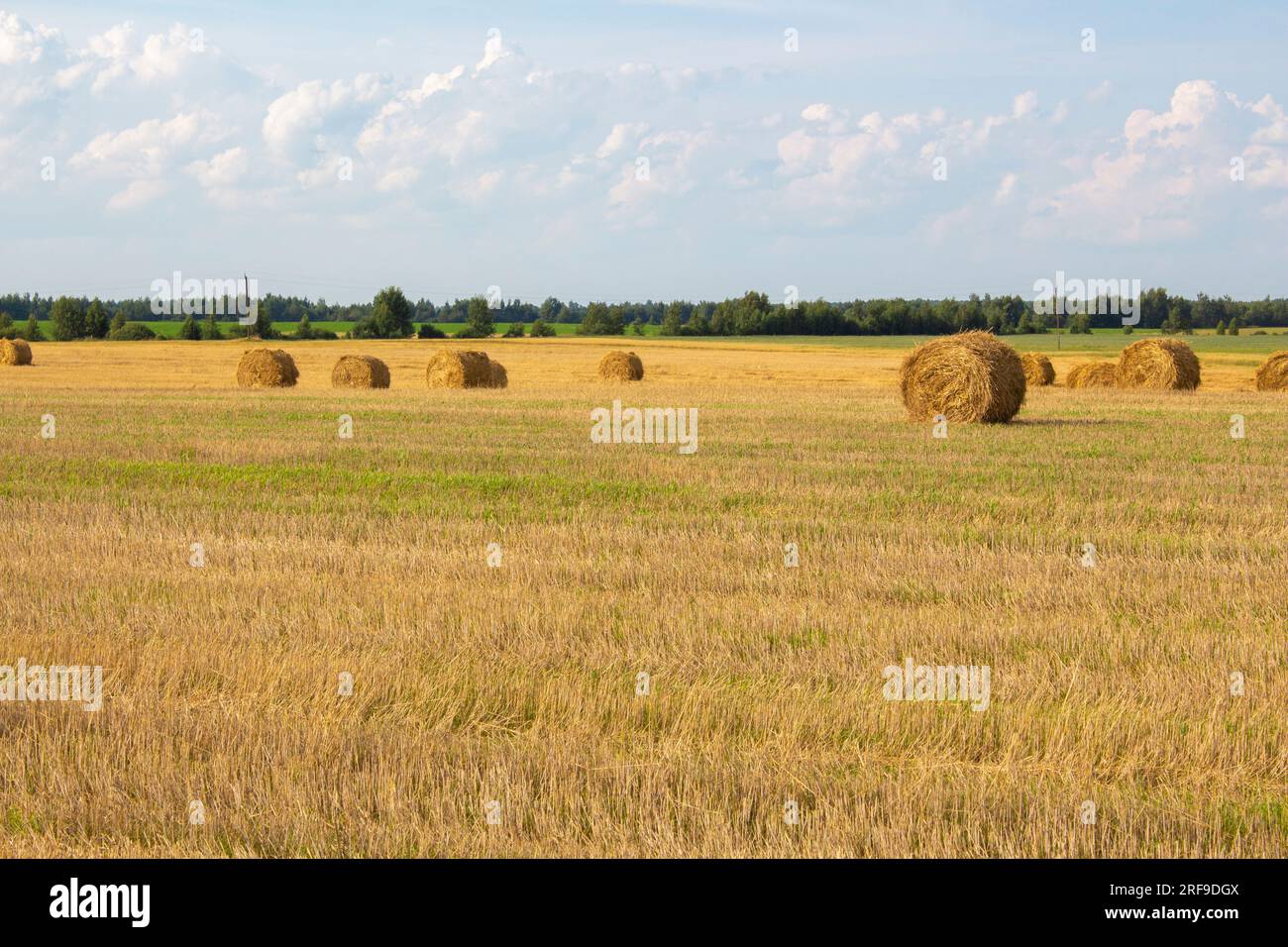 In a compressed wheat field, round bales of straw lie in various places ...