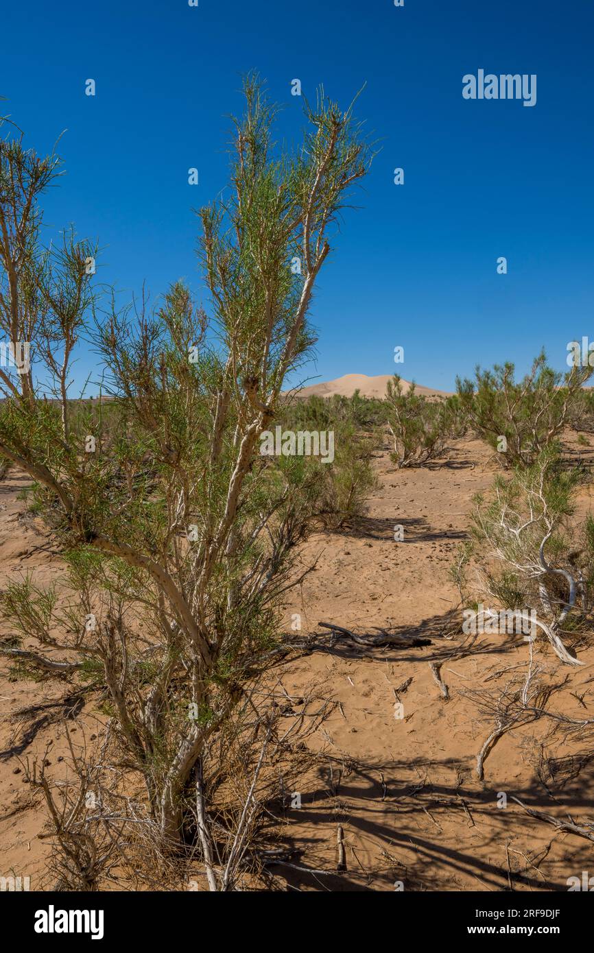 The Saxaul Forest with the Hongoryn Els sand dunes in the background ...