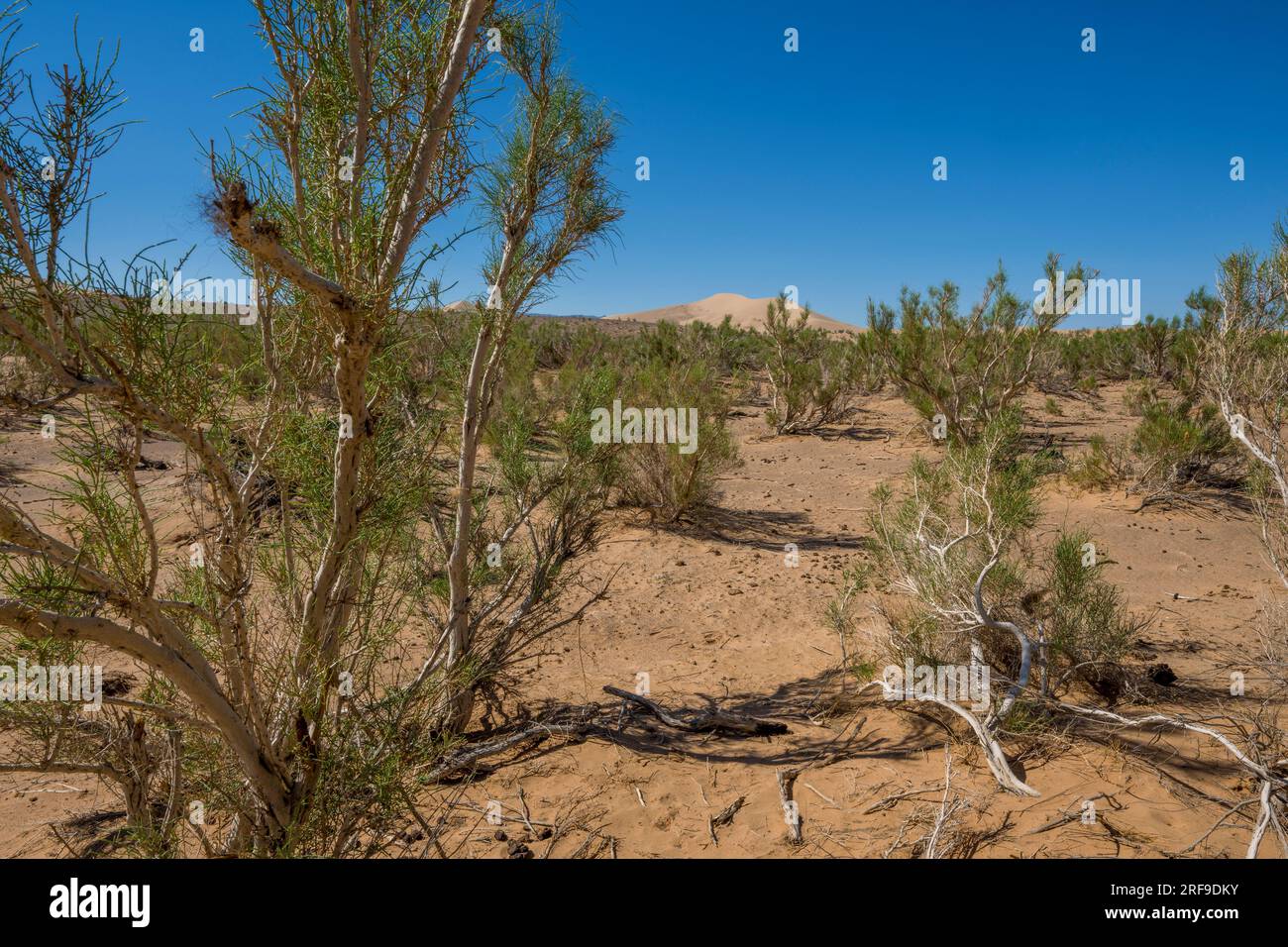 Saxaul trees haloxylon ammodendron hi-res stock photography and images ...