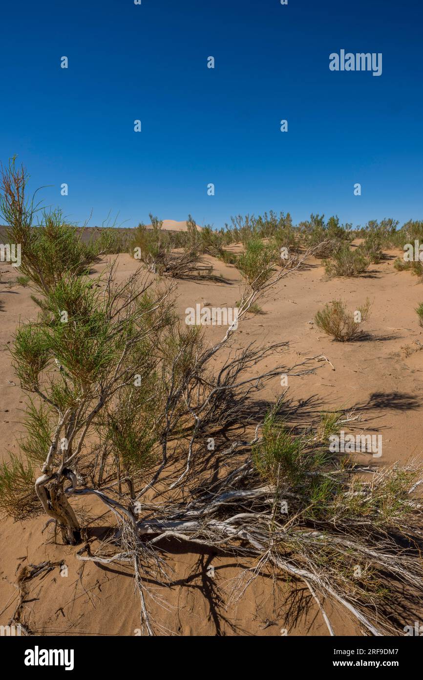 Saxaul trees haloxylon ammodendron hi-res stock photography and images ...