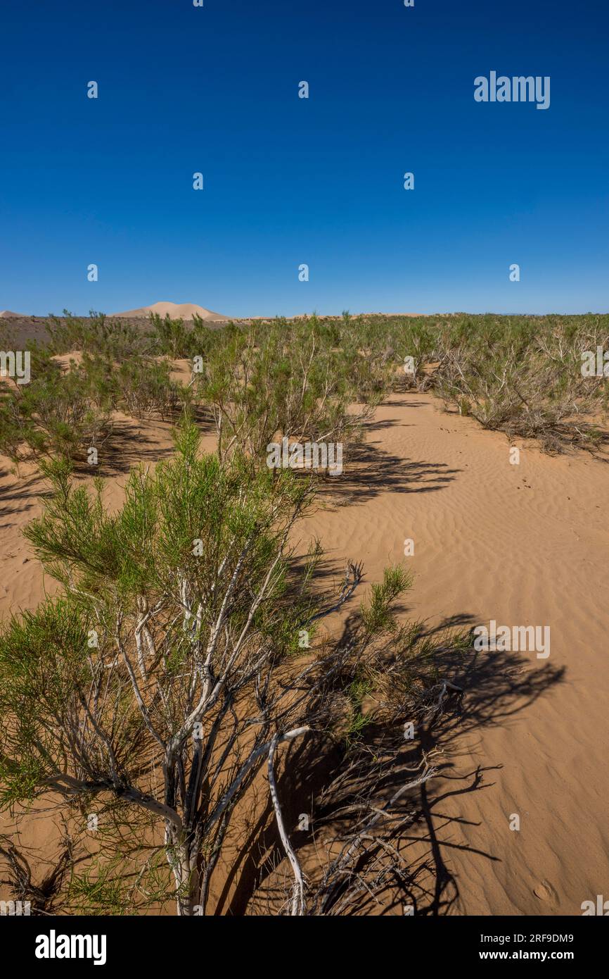The Saxaul Forest with the Hongoryn Els sand dunes in the background ...