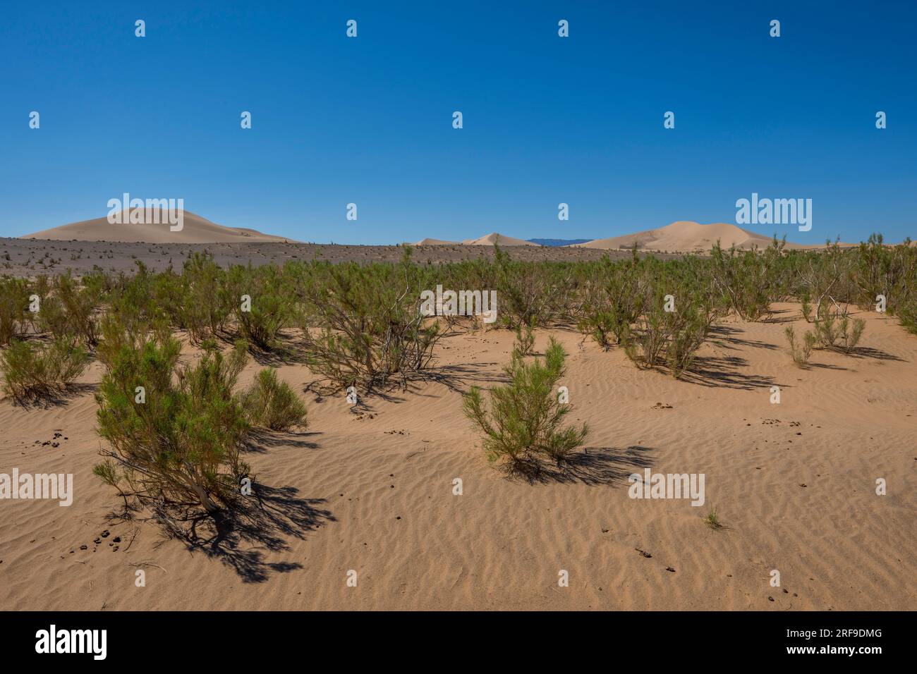 Haloxylon ammodendron gobi desert hi-res stock photography and images ...