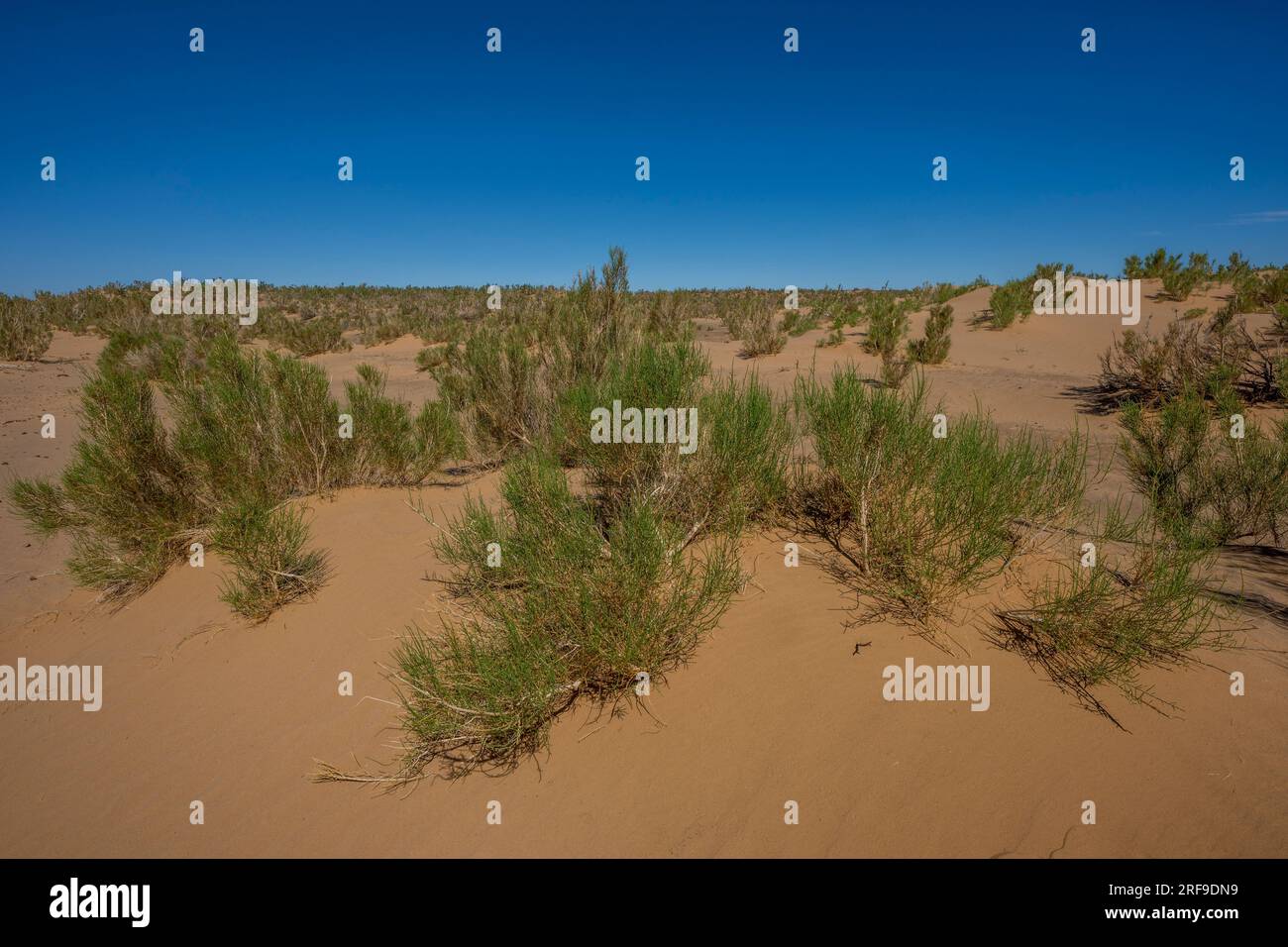 The Saxaul Forest near the Hongoryn Els sand dunes in the Gobi Desert ...