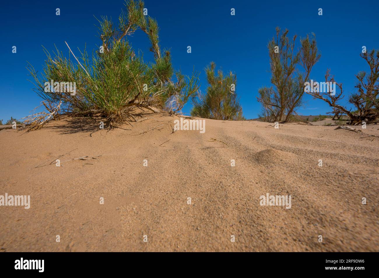 The Saxaul Forest near the Hongoryn Els sand dunes in the Gobi Desert ...