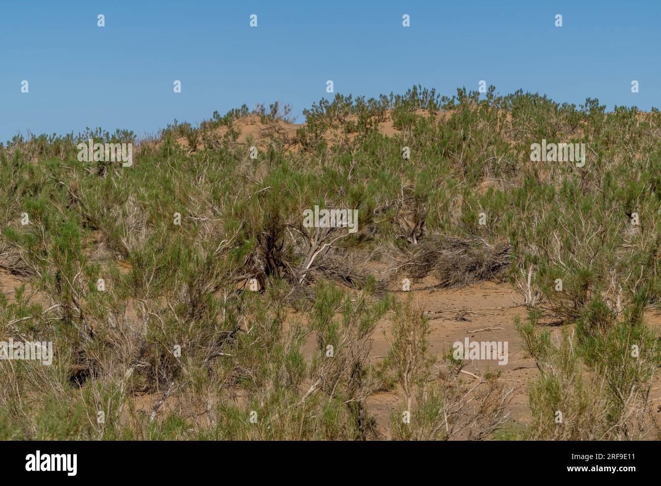 The Saxaul Forest near the Hongoryn Els sand dunes in the Gobi Desert ...