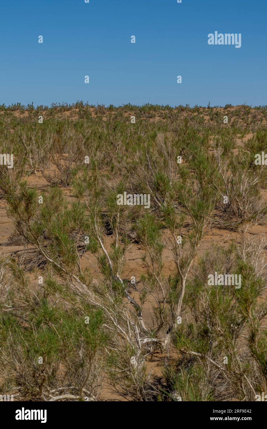 The Saxaul Forest near the Hongoryn Els sand dunes in the Gobi Desert ...