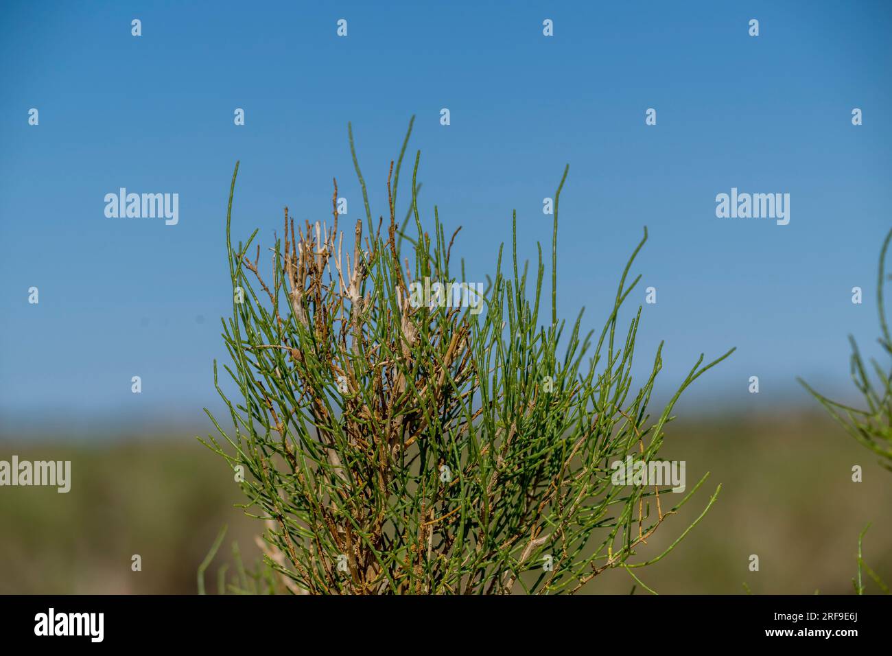 Haloxylon ammodendron gobi desert hi-res stock photography and images ...