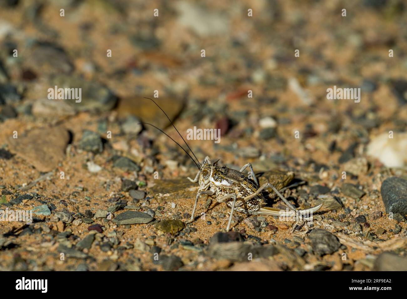 A cricket well camouflaged on the ground near the Hongoryn Els sand ...