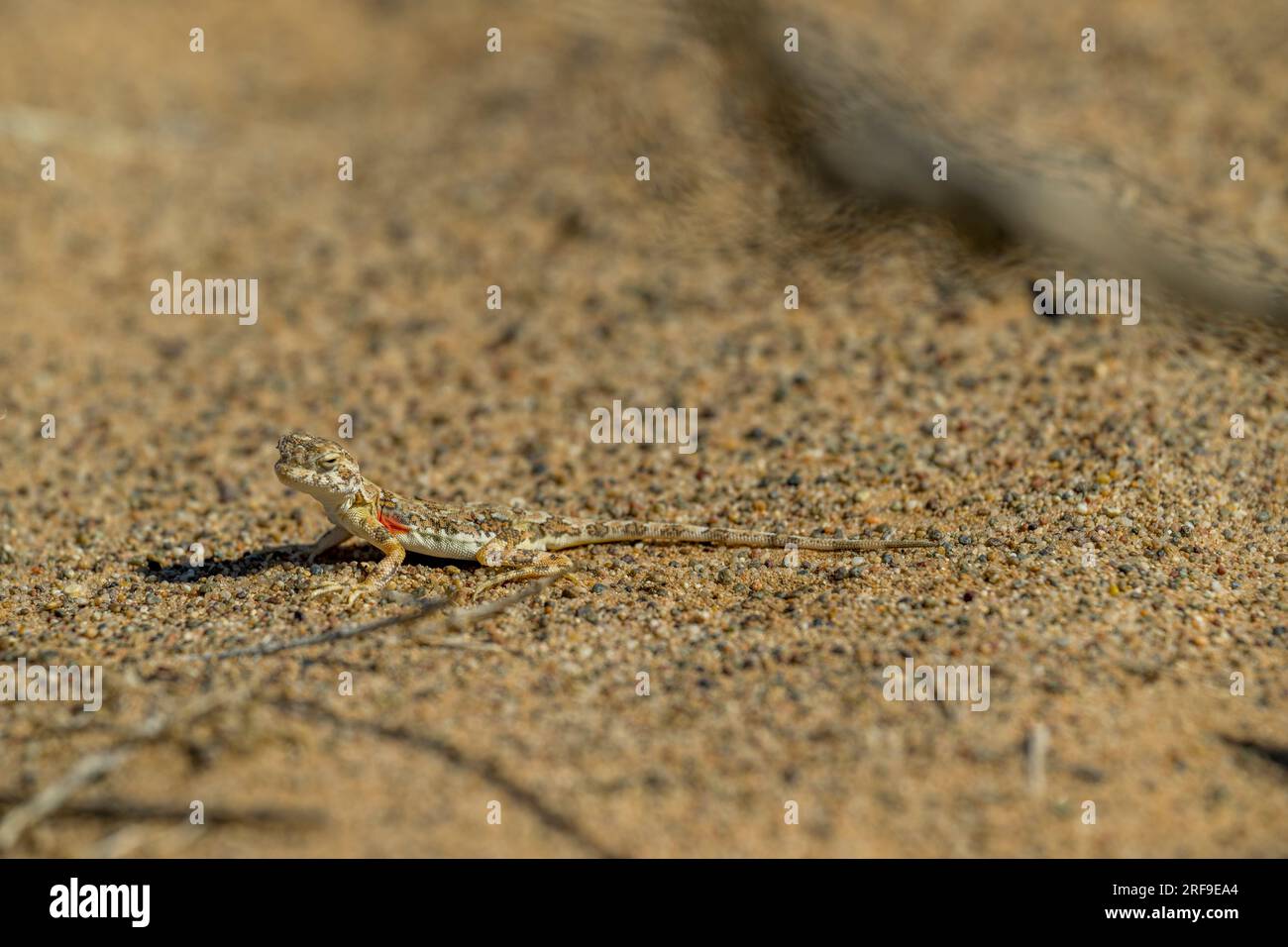 A well camouflaged Tuva toad-head agama (Phrynocephalus versicolor ...
