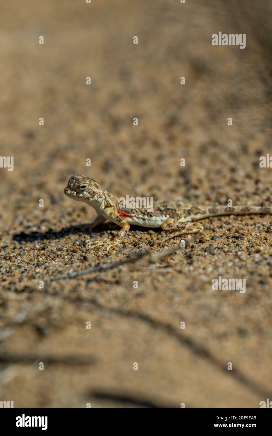 A well camouflaged Tuva toad-head agama (Phrynocephalus versicolor ...