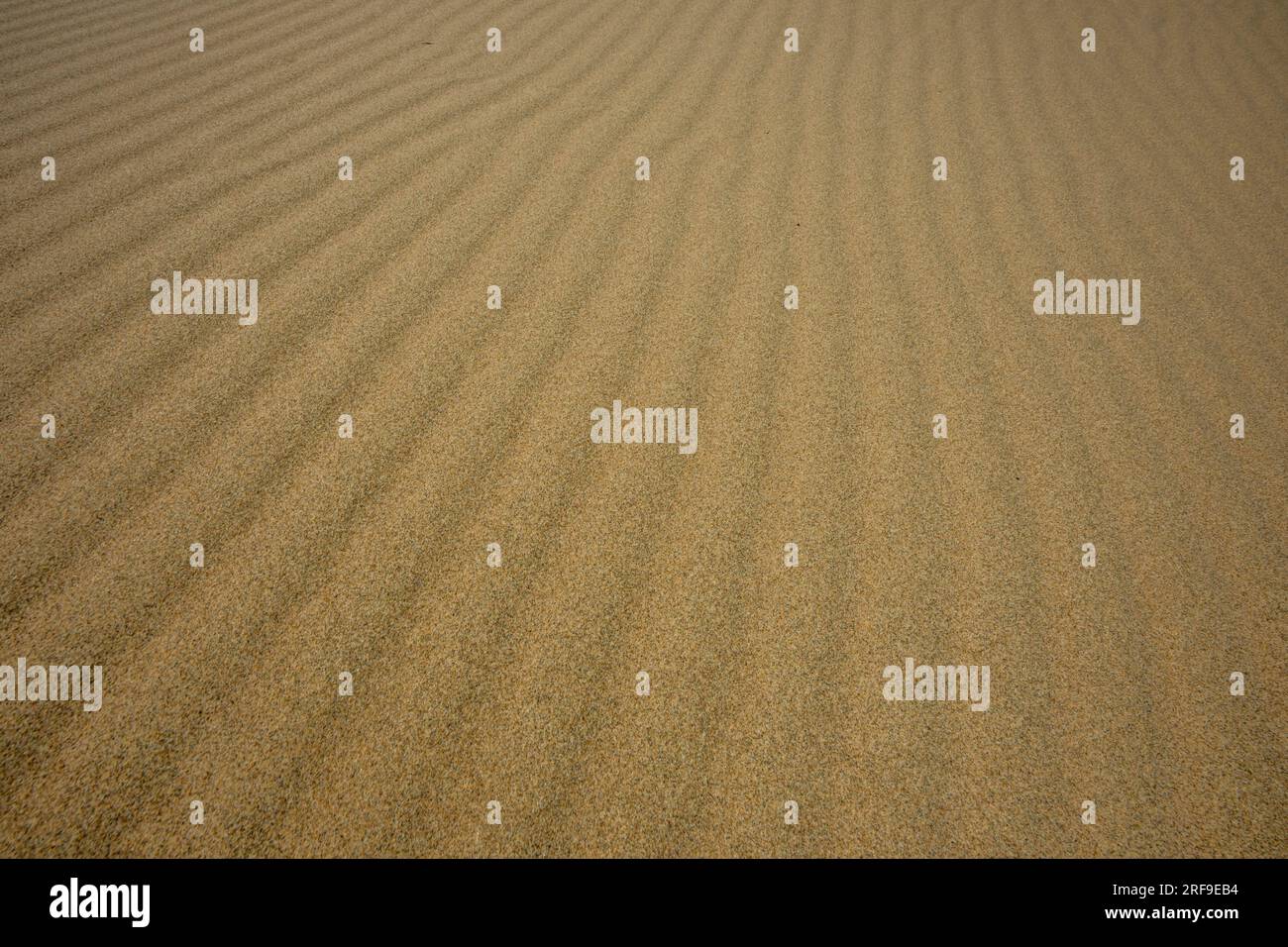 Ripples in the sand at one of the sand dunes at the Hongoryn Els sand ...