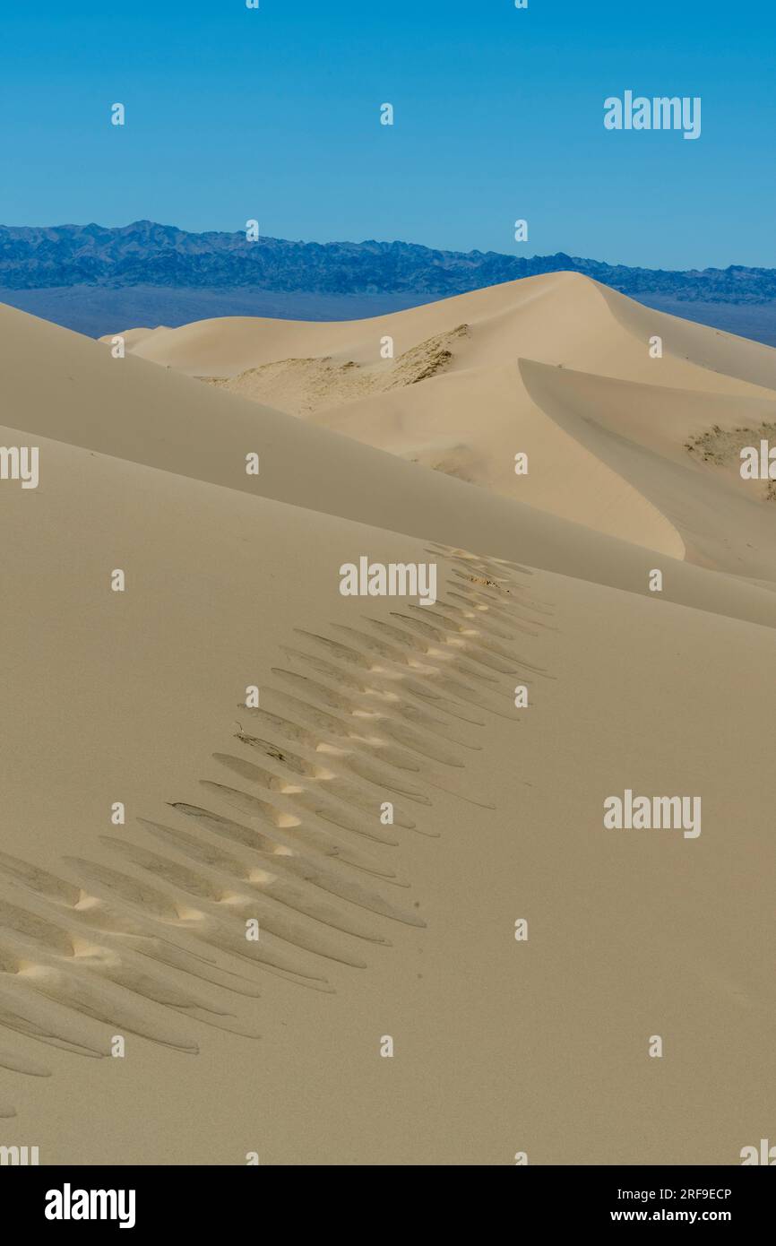 Footprints on one of the sand dunes at the Hongoryn Els sand dunes in ...