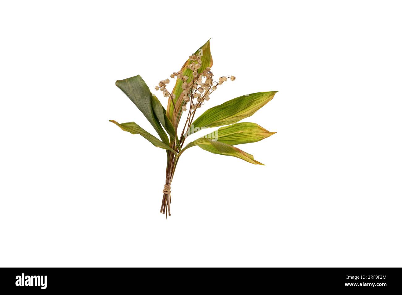dry may flowers. bouquet of old lily of the valley Stock Photo - Alamy