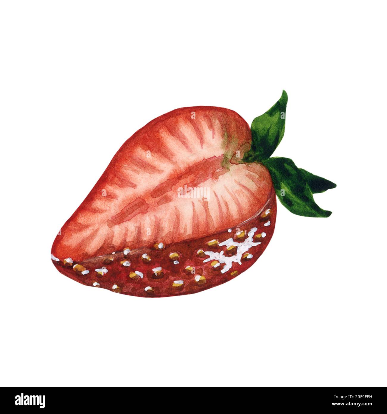 Strawberry half isolated on white background, hand drawn watercolor ...