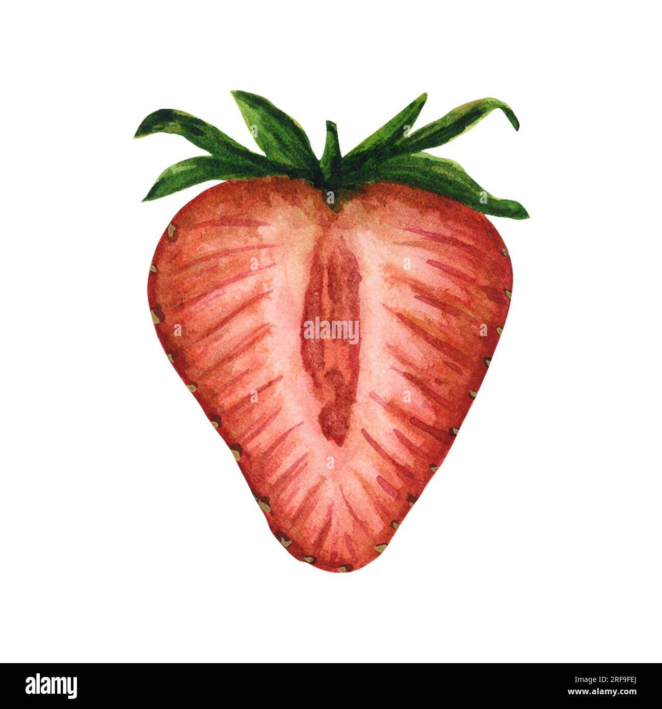 Strawberry half isolated on white background, hand drawn watercolor ...