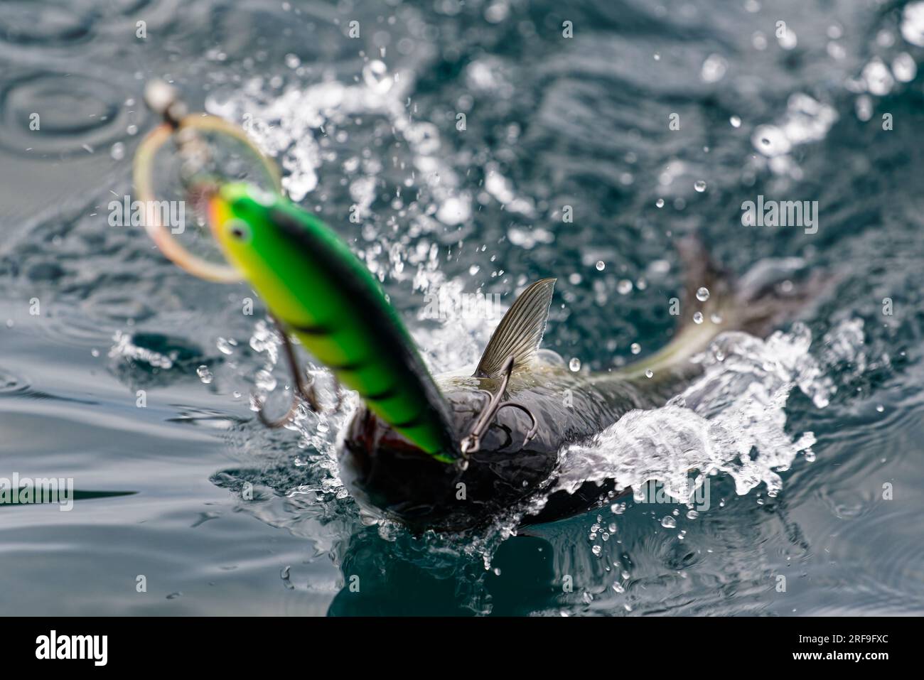 Small saithe fish caught by a colourful wobbler in trolling fishing in ...