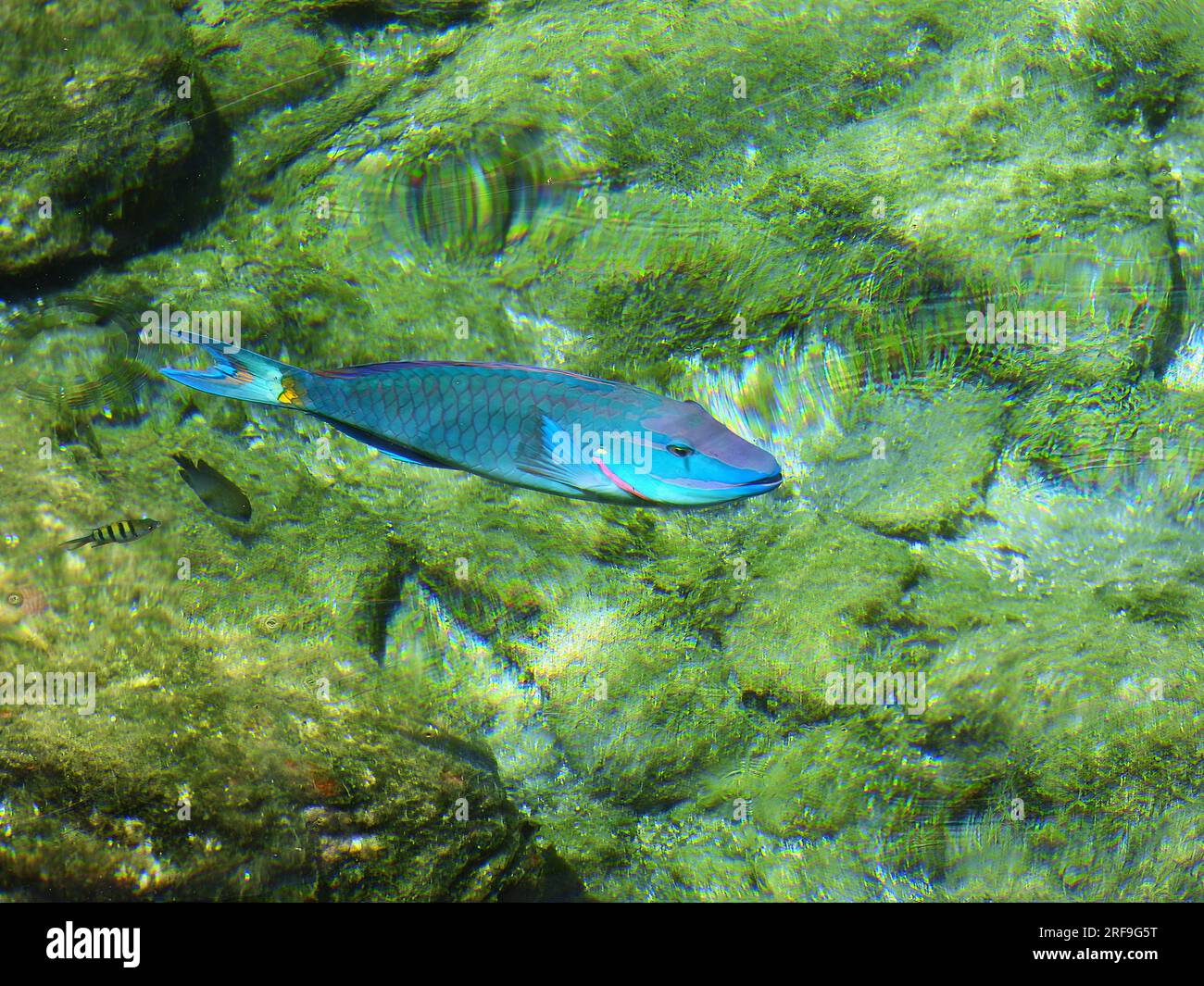 Honduras fish hi-res stock photography and images - Alamy