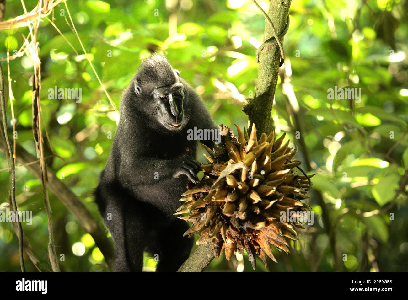 Macaque fruit availability hi-res stock photography and images - Alamy