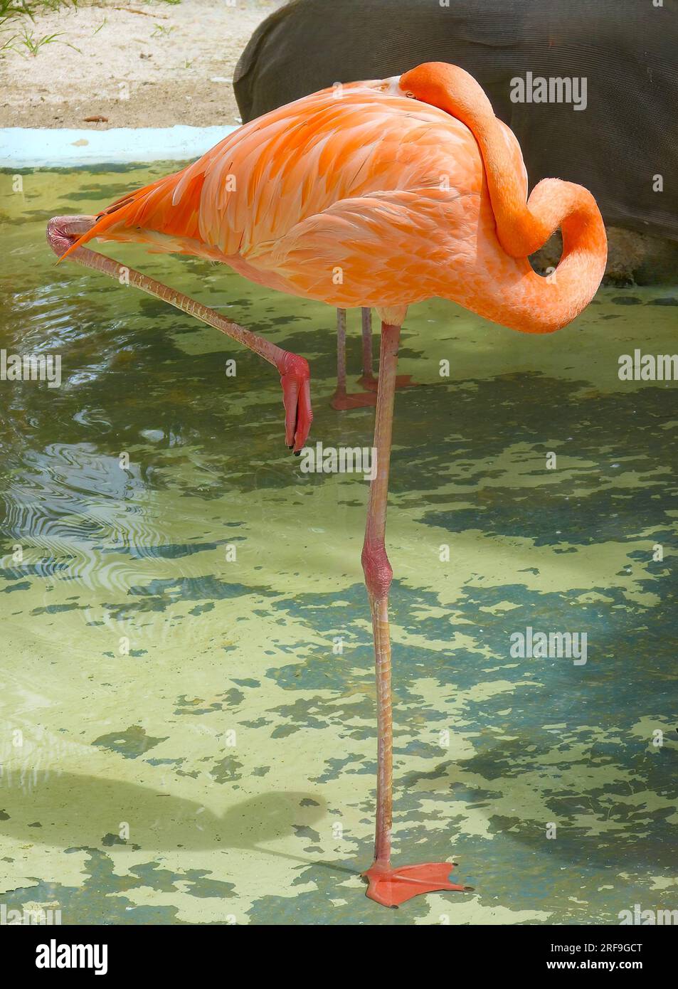 Pictures of flamingo hi-res stock photography and images - Alamy
